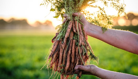 Vruchtbare voedingsbodem | VanRijsingenGreen